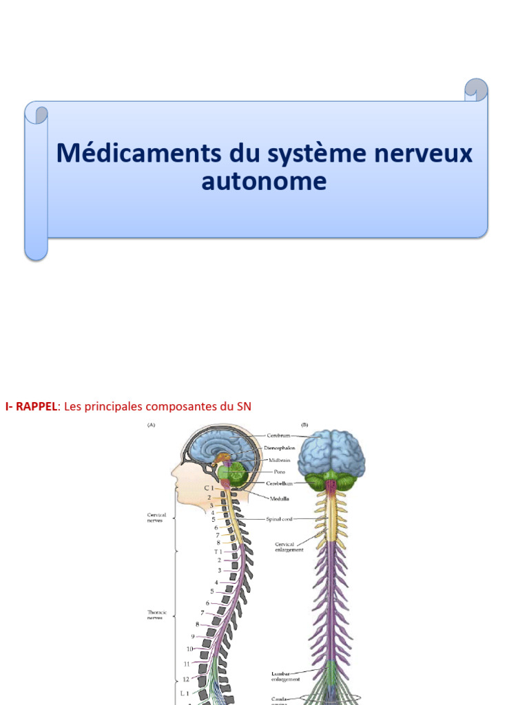 Médicaments du système nerveux autonome | PDF | Système nerveux ...
