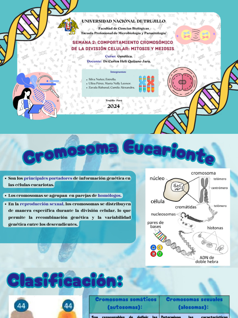 Semana 2 Comportamiento Cromosomico | PDF | Mitosis | Cromosoma