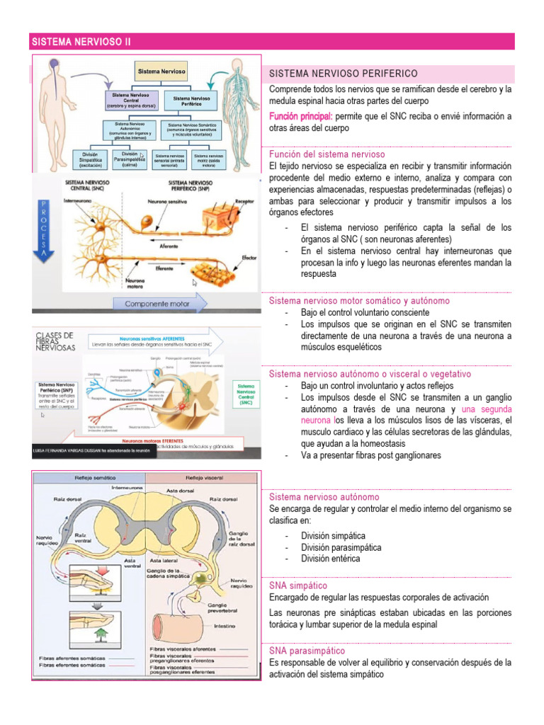 Sistema Nervioso Ii | PDF Sistema Nervioso Ii | PDF