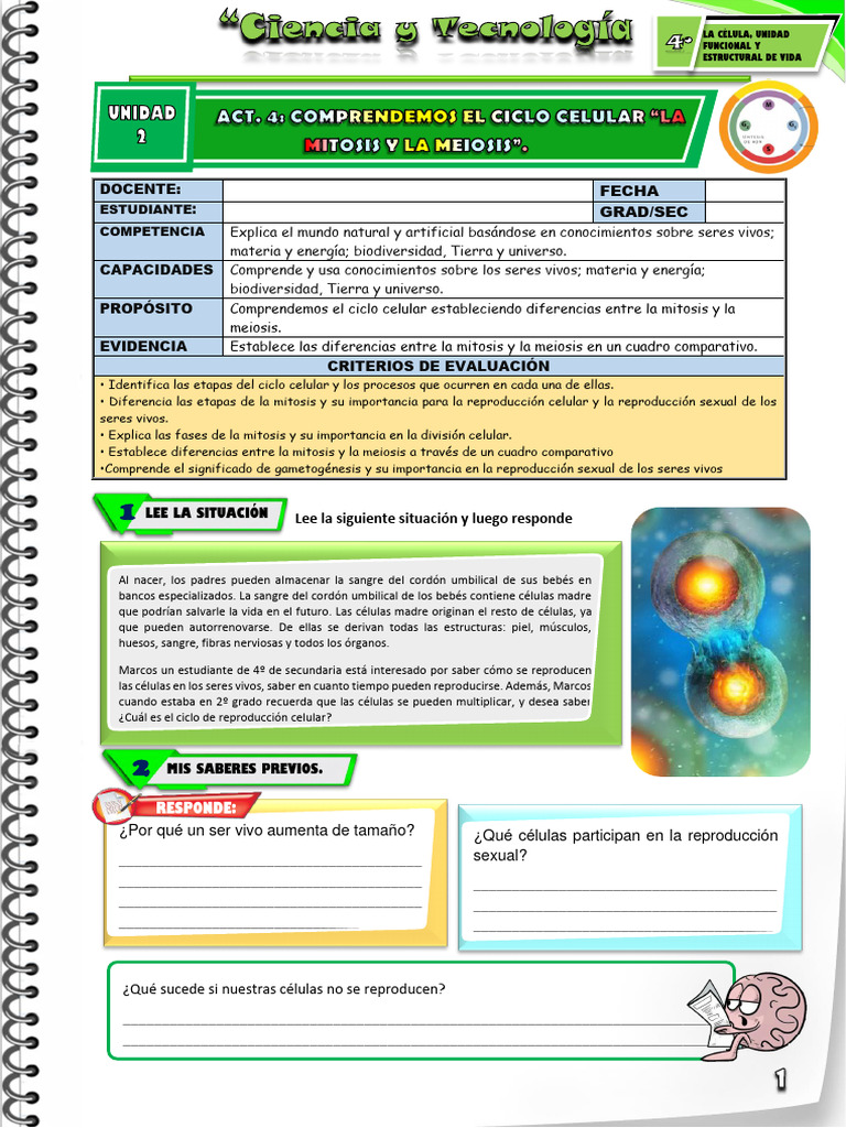 C-4º Act 4-Cyt-Und 2 - Sem 3 | Descargar gratis PDF | Mitosis | Mitosis