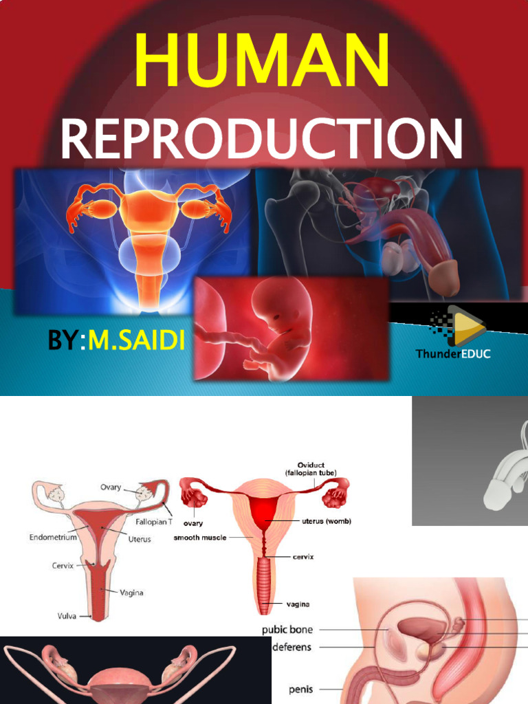 Human Reproduction | PDF | Menstrual Cycle | Ovary