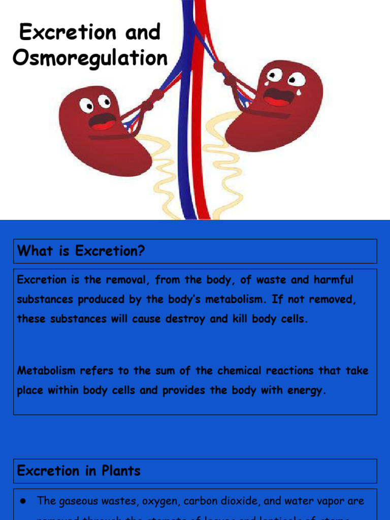 Excretion and Osmoregulation | PDF | Kidney | Excretion