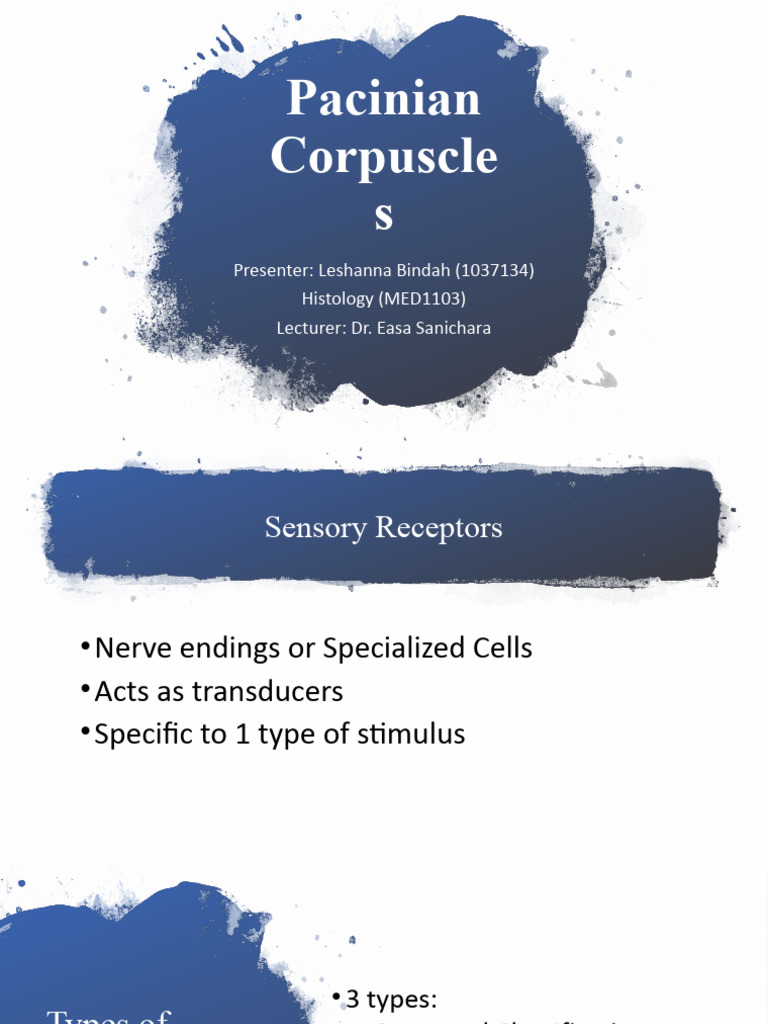 Pacinian Corpuscles | PDF