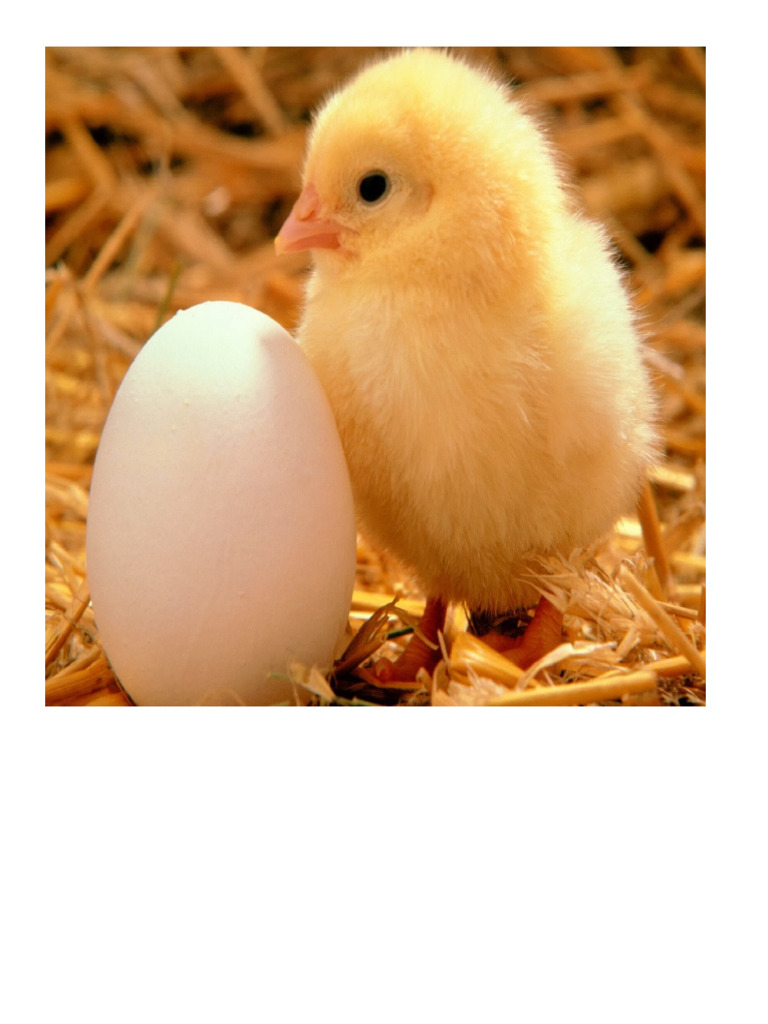 Imagenes Animales Oviparos | PDF