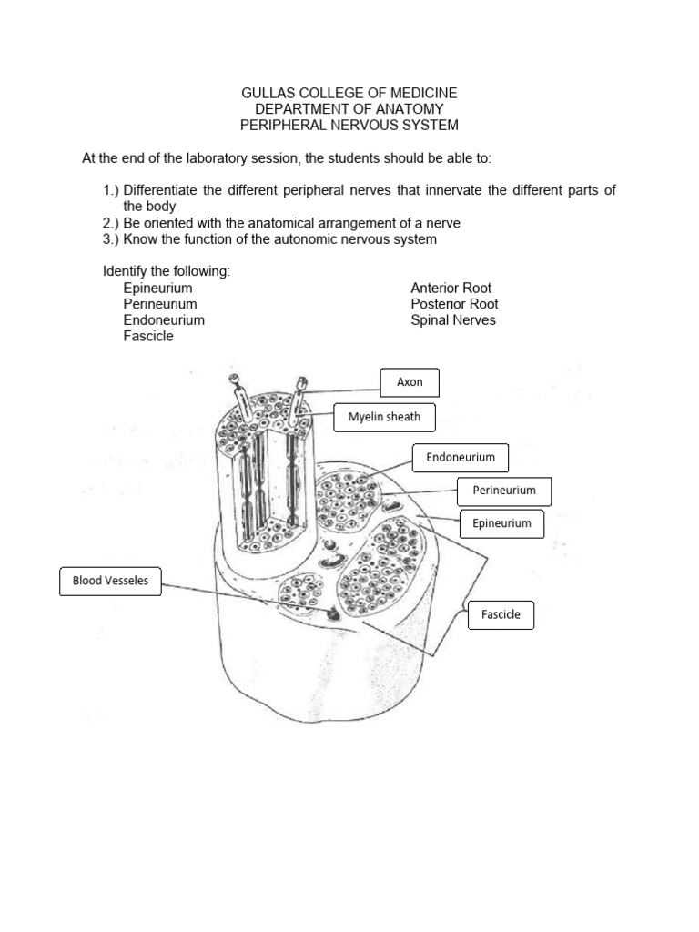 Peripheral Nervous System Laboratory Exercise | PDF | Nervous System ...