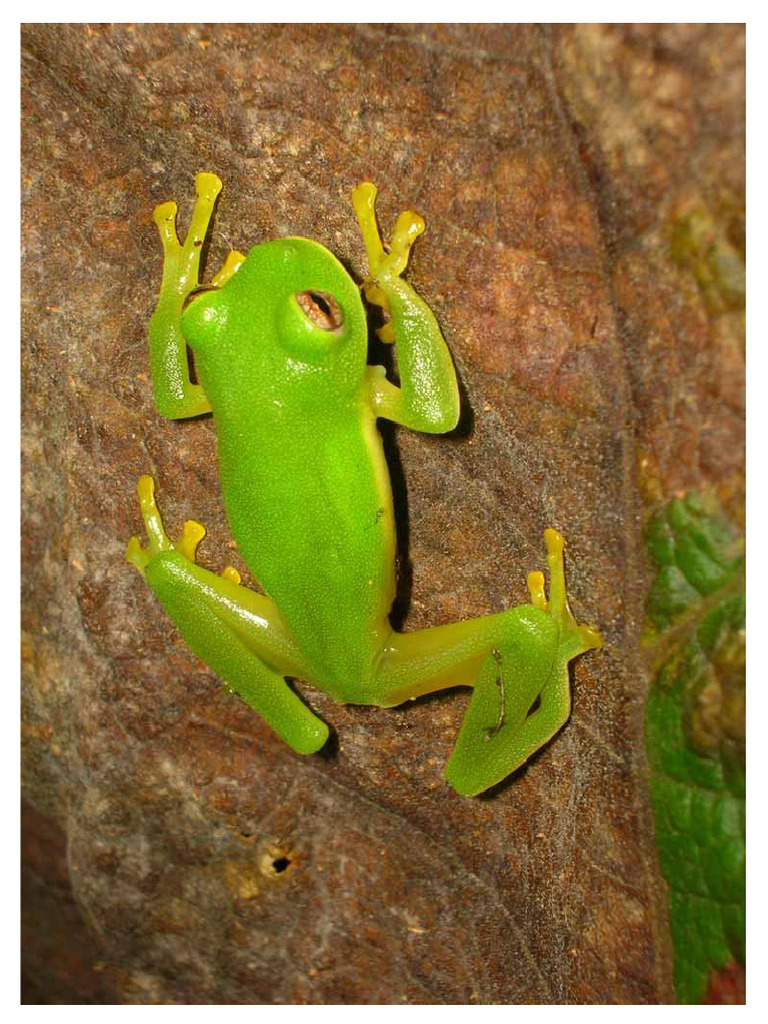 Imagenes Animales Invertebrados | PDF