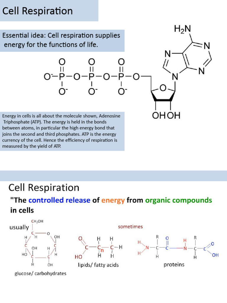 Respiration Full 1 | PDF | Cellular Respiration | Adenosine Triphosphate