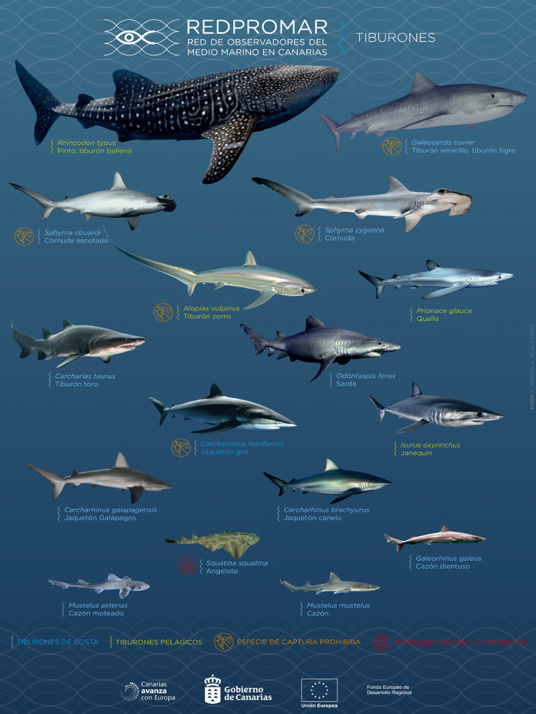 Poster Tiburones Redpromar | PDF