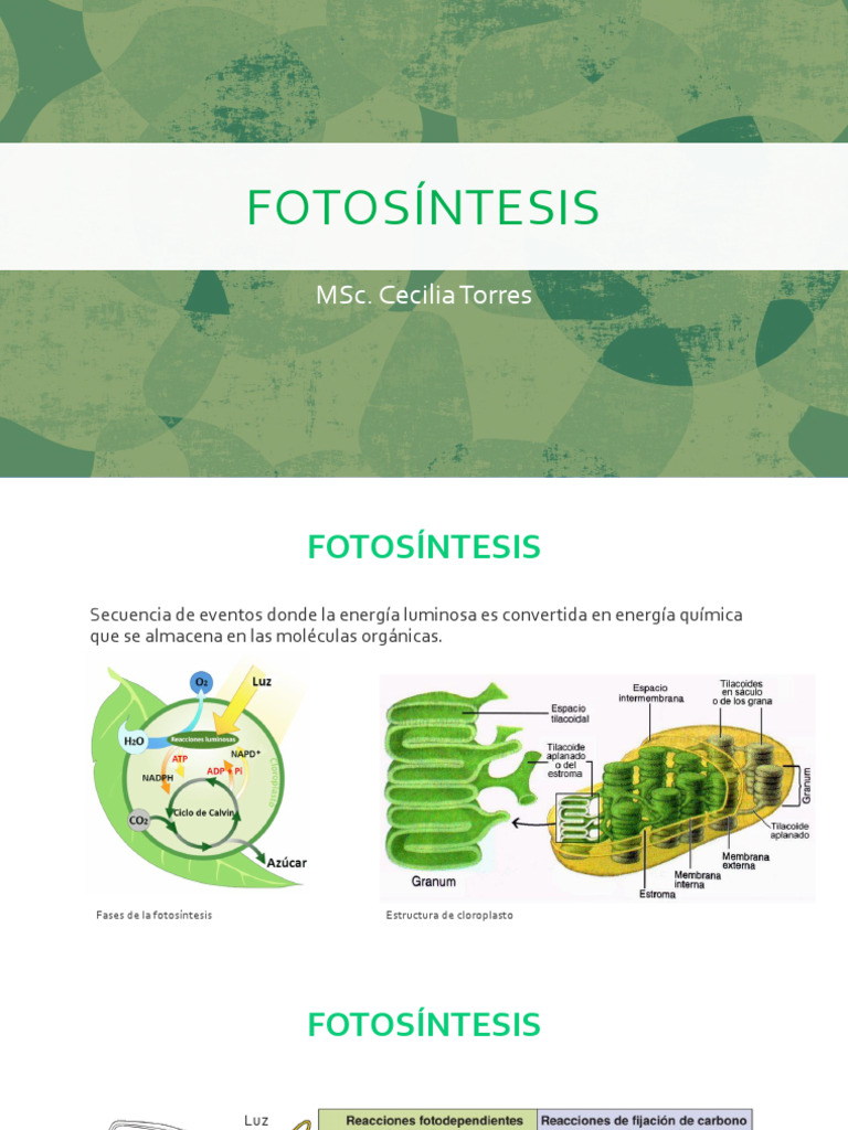 9 - Fotosintesis y Respiración Celular | PDF | Respiración celular ...