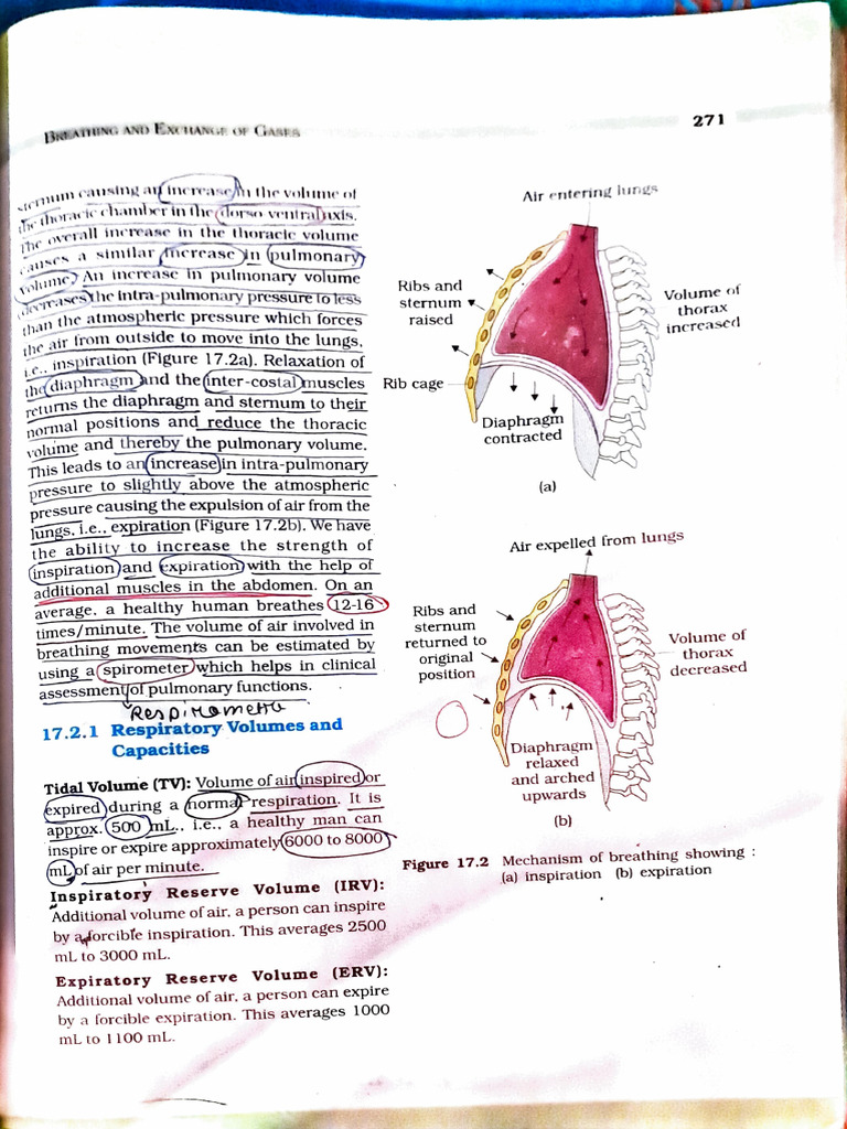 Understanding Respiratory Volumes and Mechanics | PDF | Exhalation | Thorax