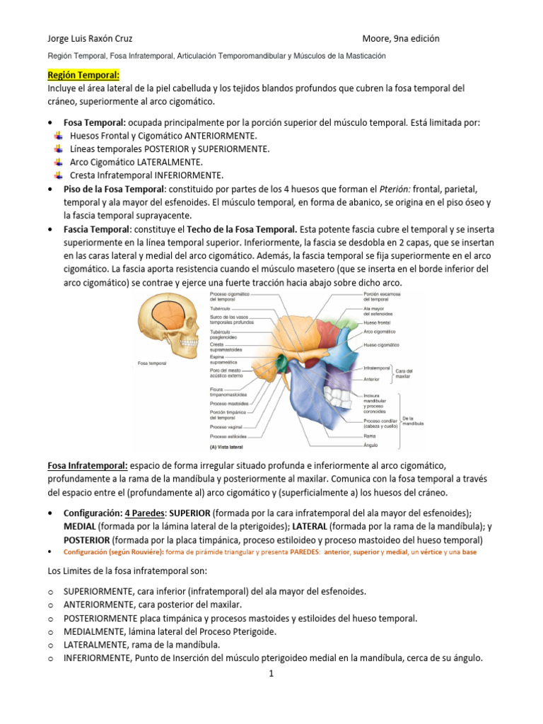 Fosa Infratemporal, ATM, Músculos de La Masticación + OIDO EXTERNO ...