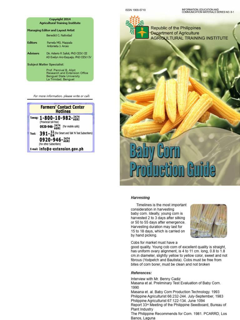Baby Corn Harvesting Guidelines | PDF | Maize | Soil