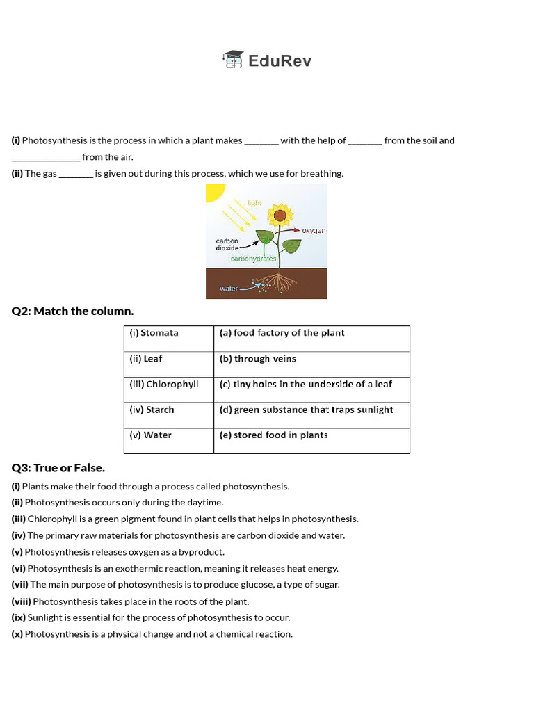 Photosynthesis Process Worksheet | PDF
