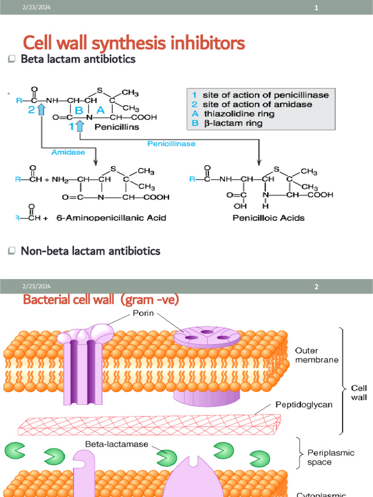 Cell Wall Synthesis Inhibitors Overview | PDF | Penicillin | Beta Lactamase