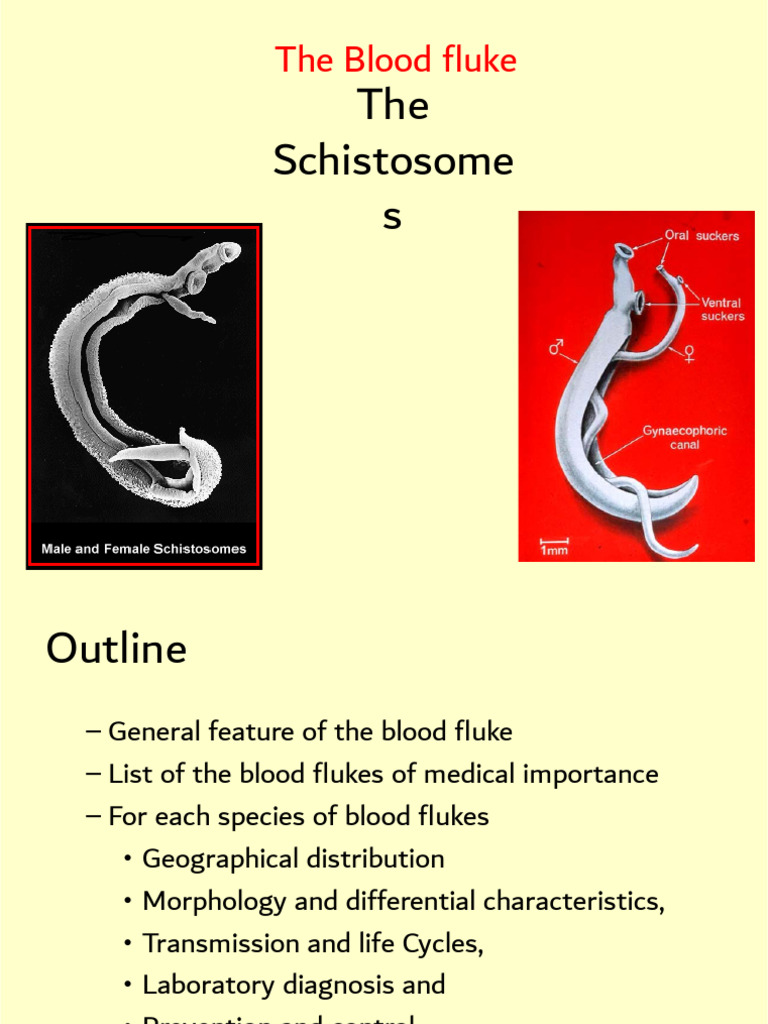 Blood Flukes | Download Free PDF | Medical Specialties | Clinical Medicine