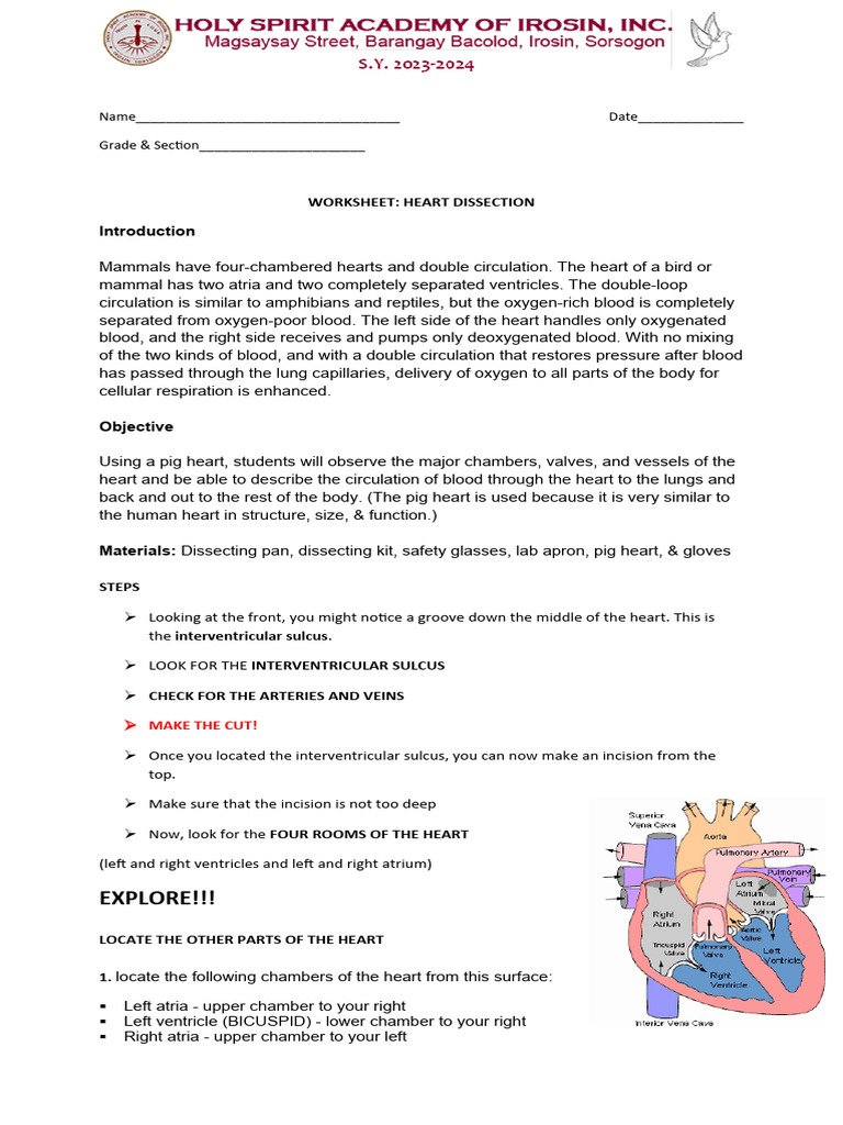 Genbio2 Worksheet Heart Dissection | PDF | Heart | Atrium (Heart)