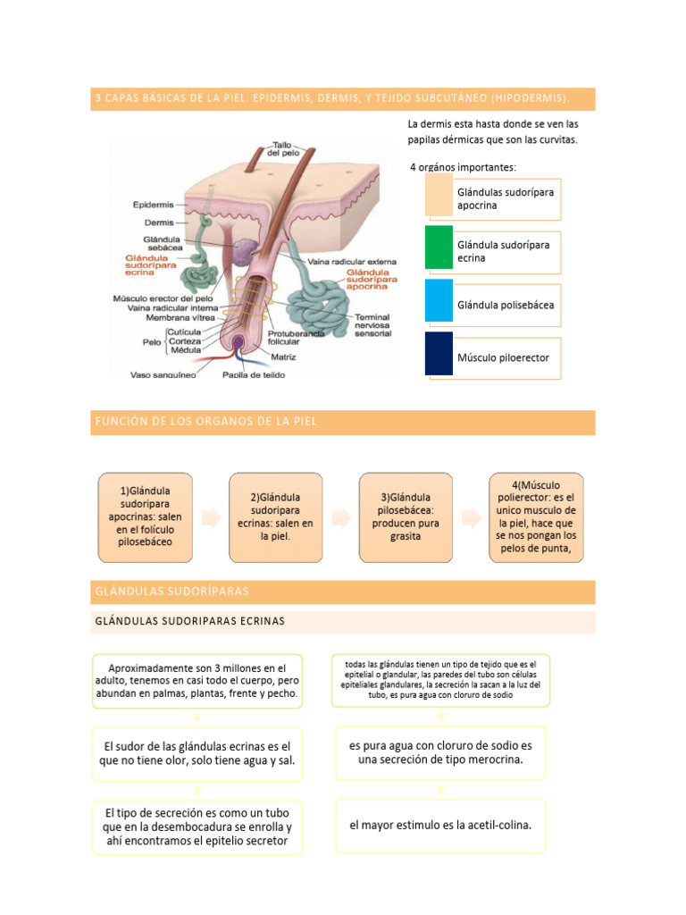 DERMATOLOGI | PDF | Piel | Epidermis