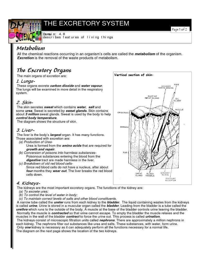 8-The Excretory System | PDF | Excretion | Kidney
