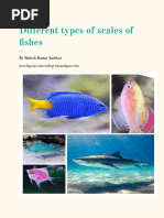 Types and Functions of Fish Scales | PDF | Fish | Aquatic Animals