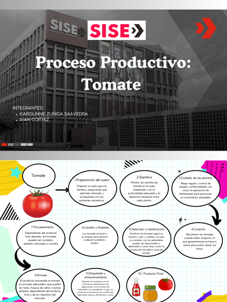 Proceso de Produción Del Tomate | PDF | Siembra | Cosecha