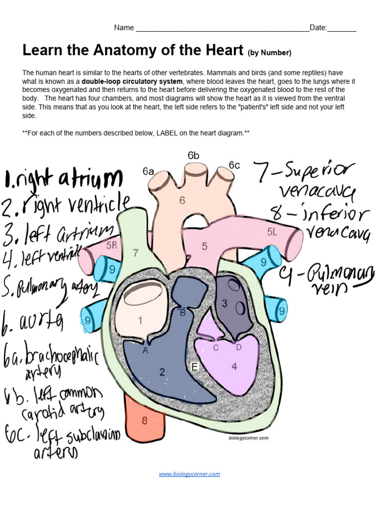 K'miyah Randall-Peacock - Learn The Anatomy of The Heart (By Number) | PDF | Heart | Heart Valve