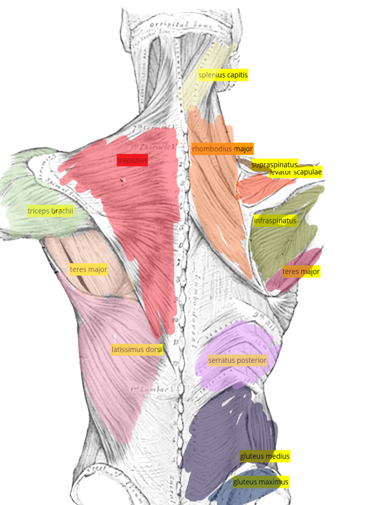 Kami Export - K'miyah Randall-Peacock - Back-Muscles | PDF