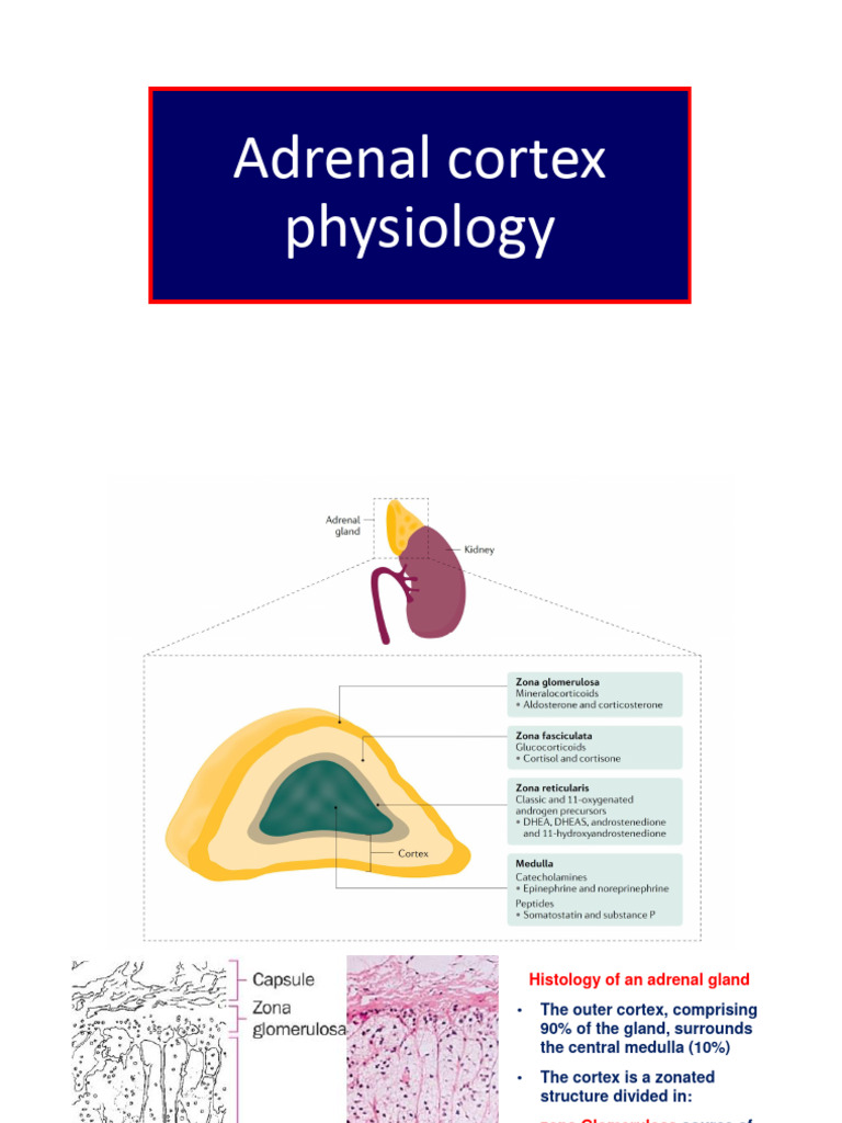 Addison Slides | PDF | Adrenal Gland | Adrenocorticotropic Hormone
