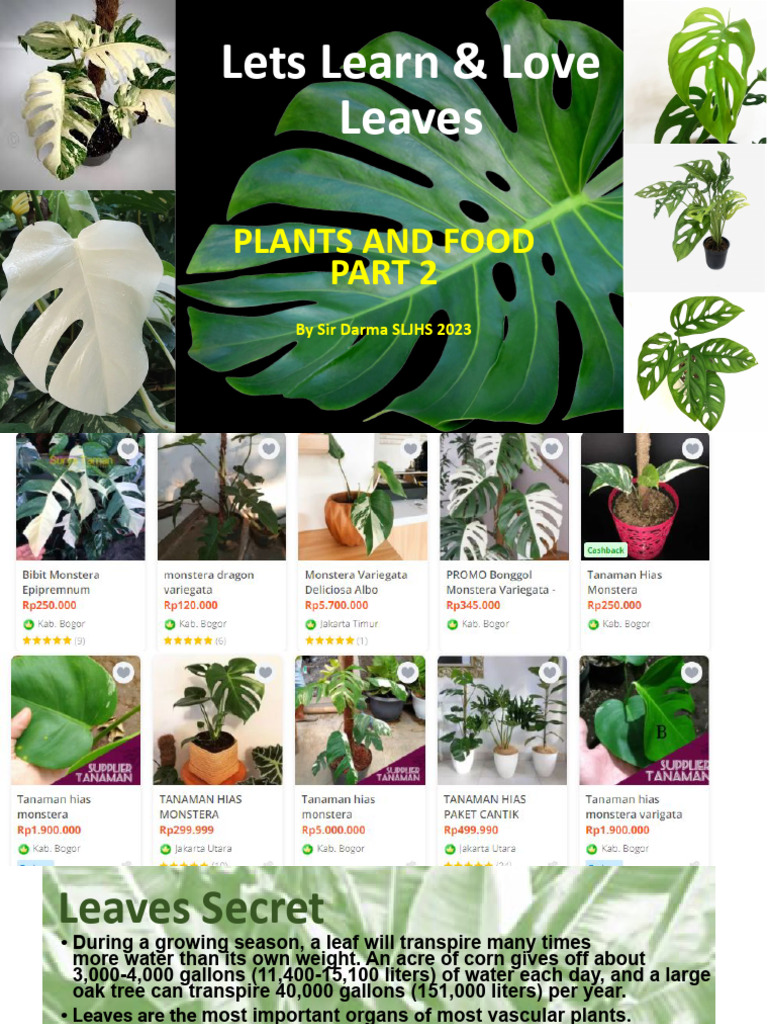 Learn & Love Leaves | PDF | Leaf | Stoma