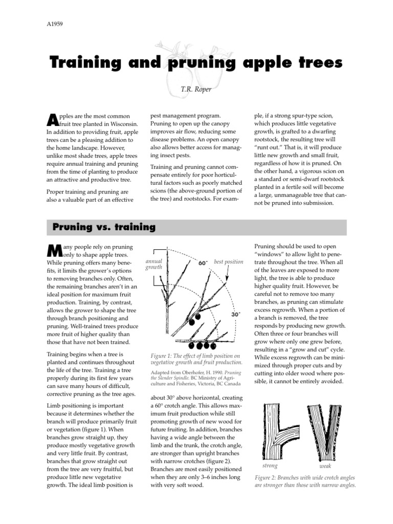 Training and Pruning Apple Trees | PDF | Pruning | Trees