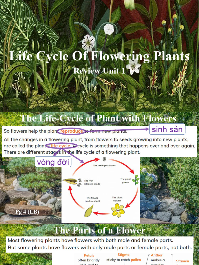 Review Unit 1 | Download Free PDF | Flowers | Pollination