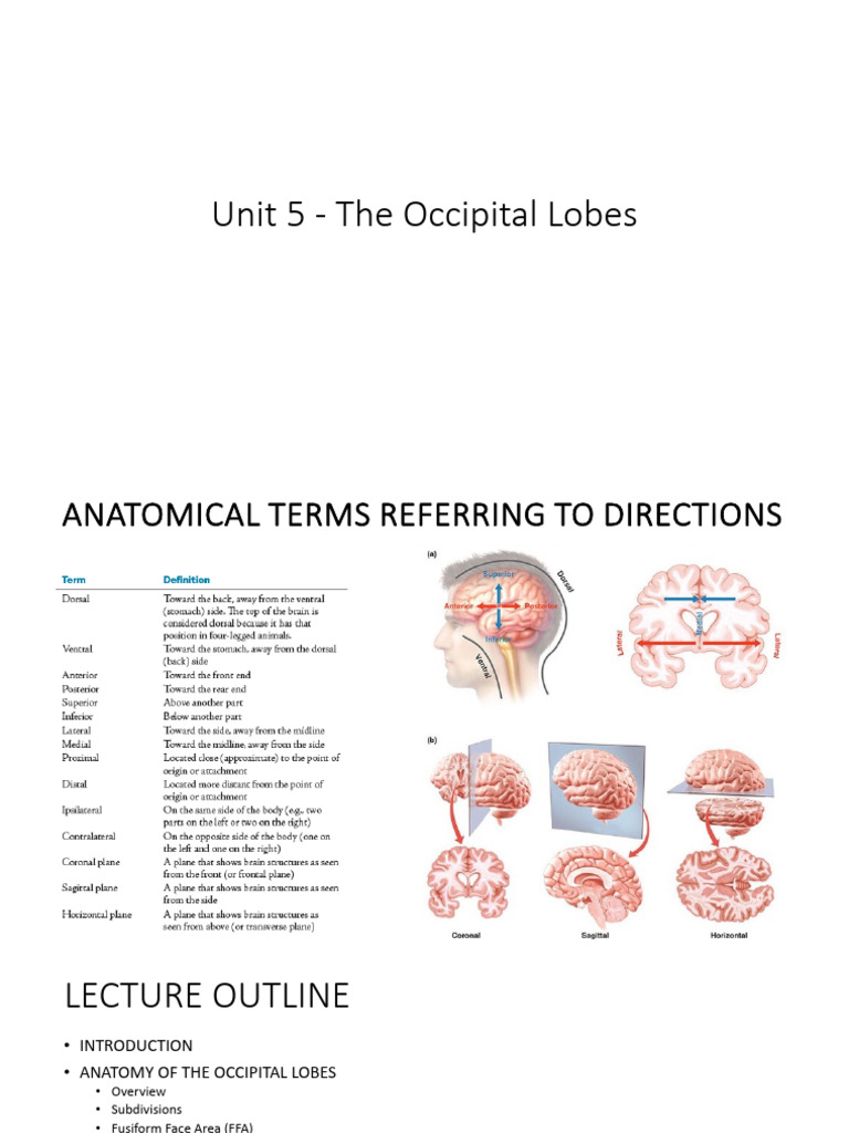 MMOccipital Lobes 2024 | PDF | Visual Cortex | Visual System