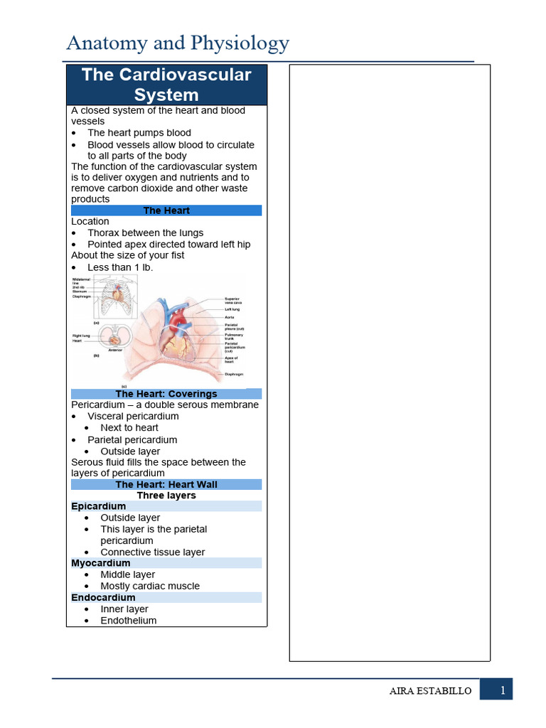 The Cardiovascular System | PDF | Heart | Aorta