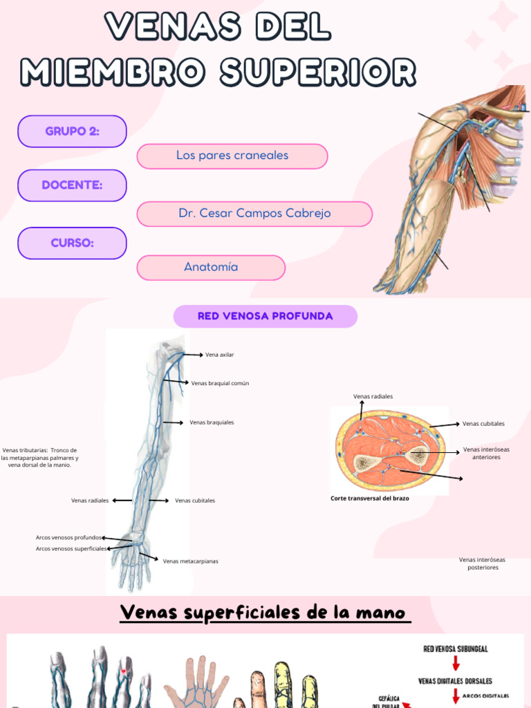 Anatomía de las Venas del Miembro Superior | PDF