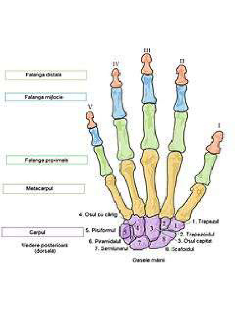 oasele mainii fata | PDF