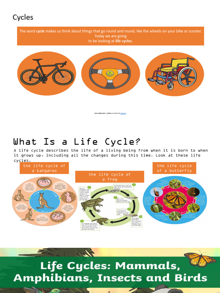2019 20 Life Cycle Of Animals Pdf Frog Insects