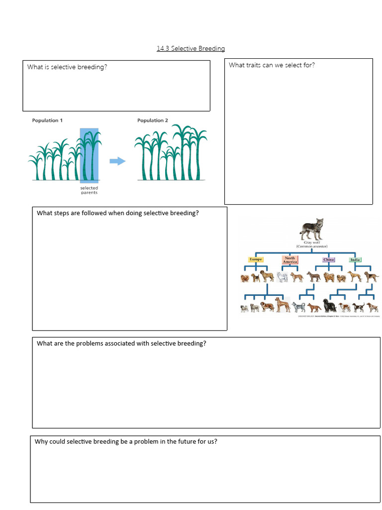 14 3 Selective Breeding Pdf Career Growth
