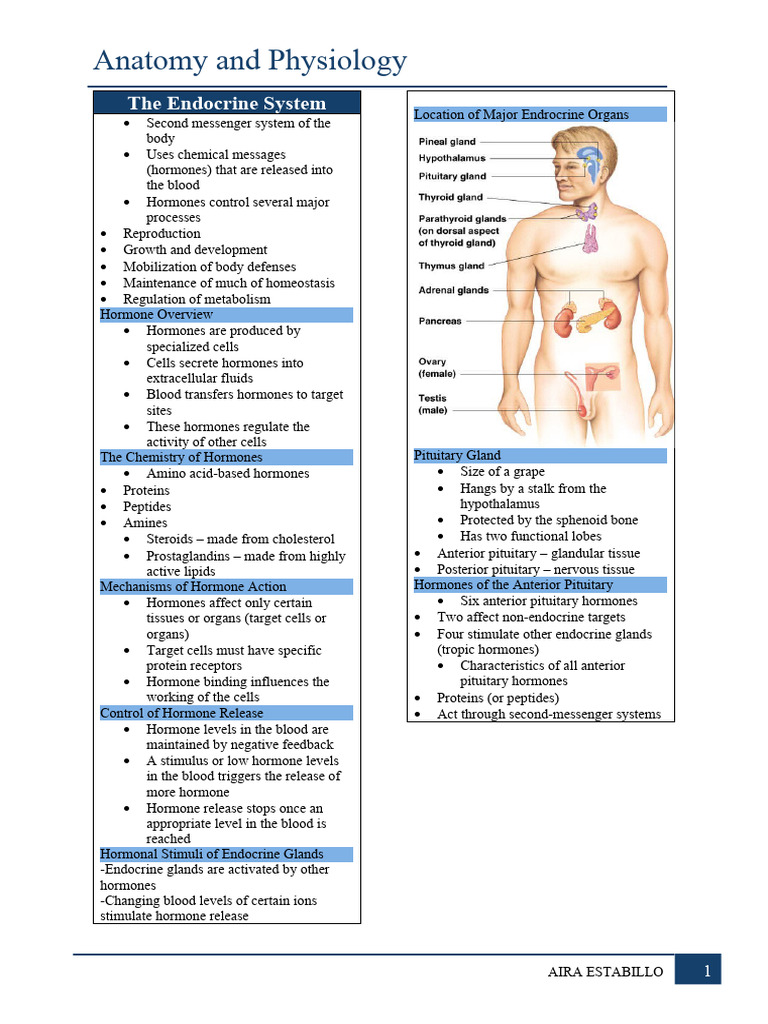 The-Endocrine-System | Download Free PDF | Hormone | Endocrine System