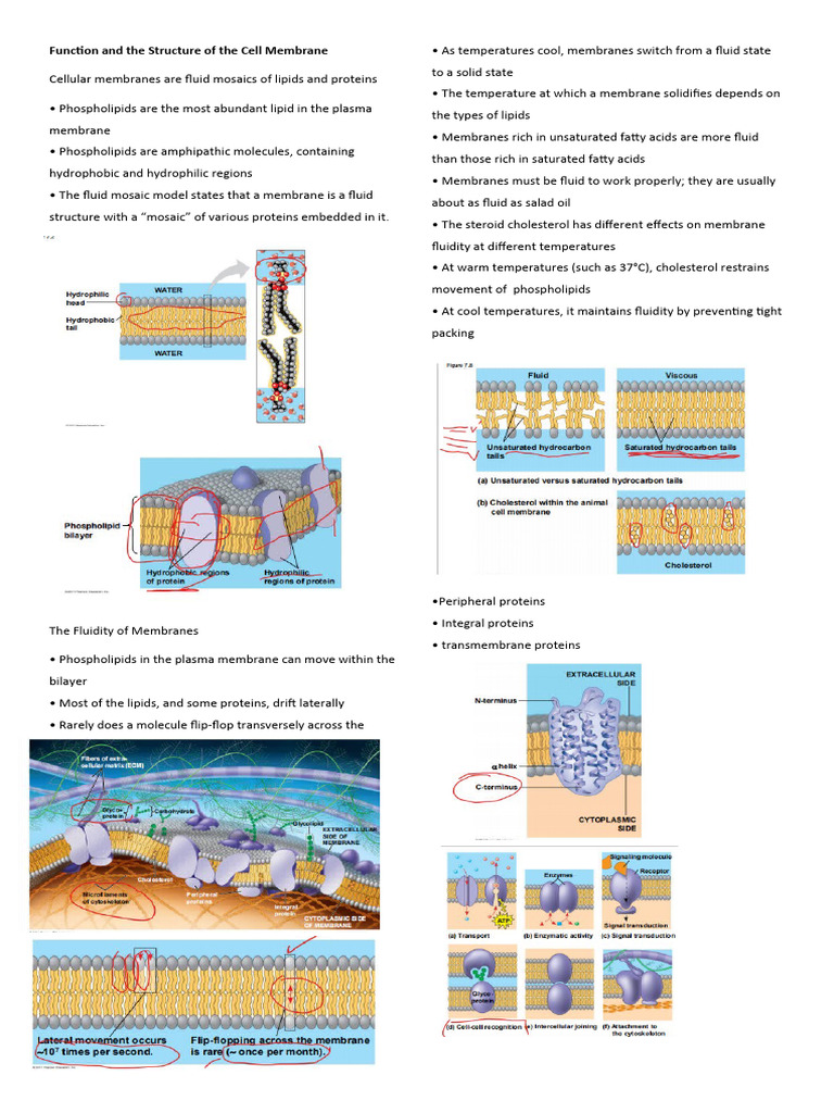 Cell Membrane Functions And Structure Pdf Cell Membrane Osmosis