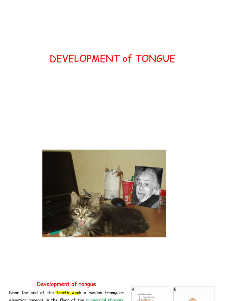 Development Of Tongue Pdf