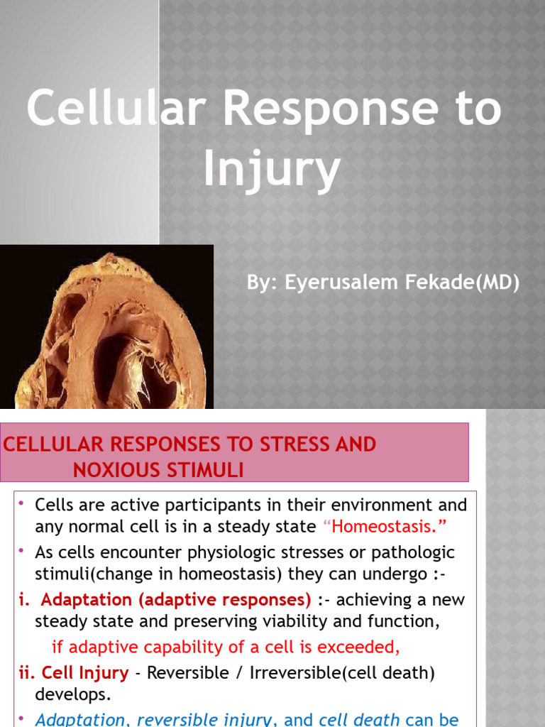 Cell Injury and Adaptive Disorder | PDF | Necrosis | Apoptosis