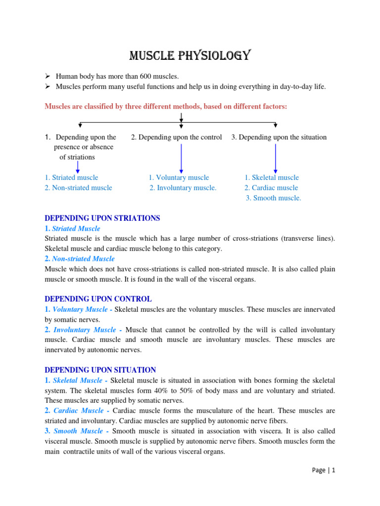 MRGR Muscle Physiology Ysh17 | PDF | Muscle | Muscle Contraction