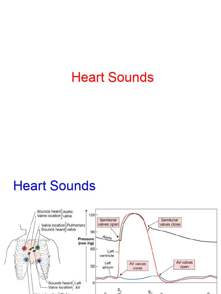 Heart sounds | PDF | Heart Valve | Heart