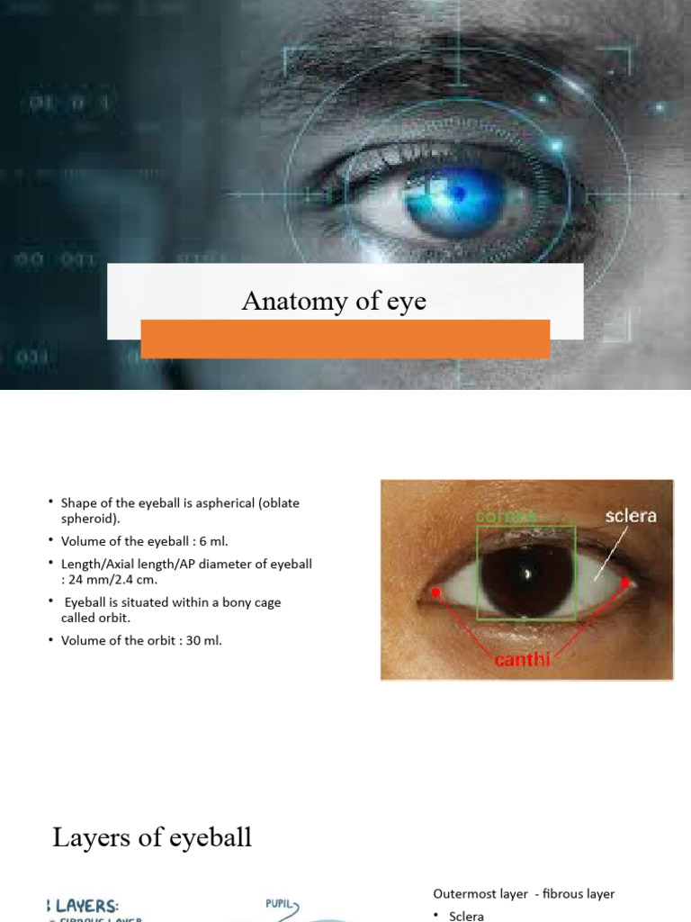 Anatomy of Eye | PDF | Cornea | Human Eye