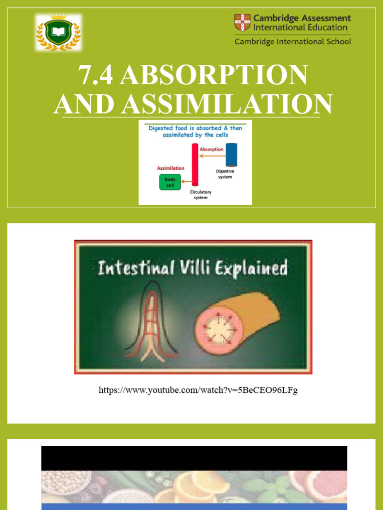 7.4 Absorption and Assimilation | PDF | Small Intestine | Liver