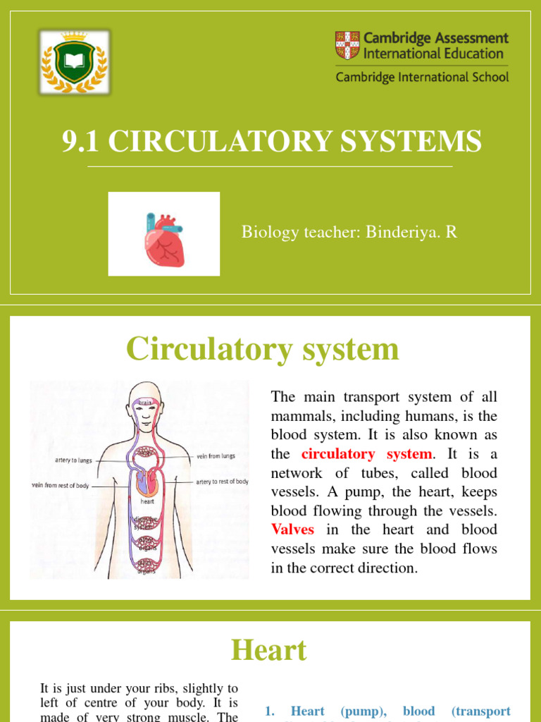 The Heart Structure | PDF | Heart | Heart Valve