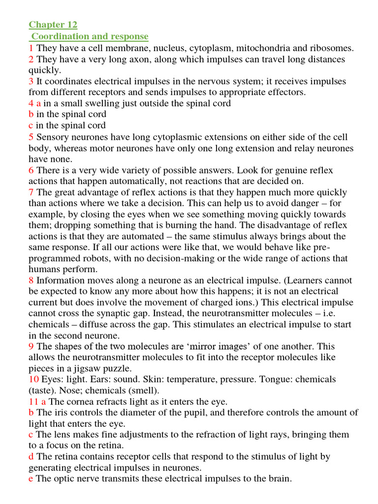 Chapter 12 Coordination and Response Notes | PDF | Neuron | Action ...