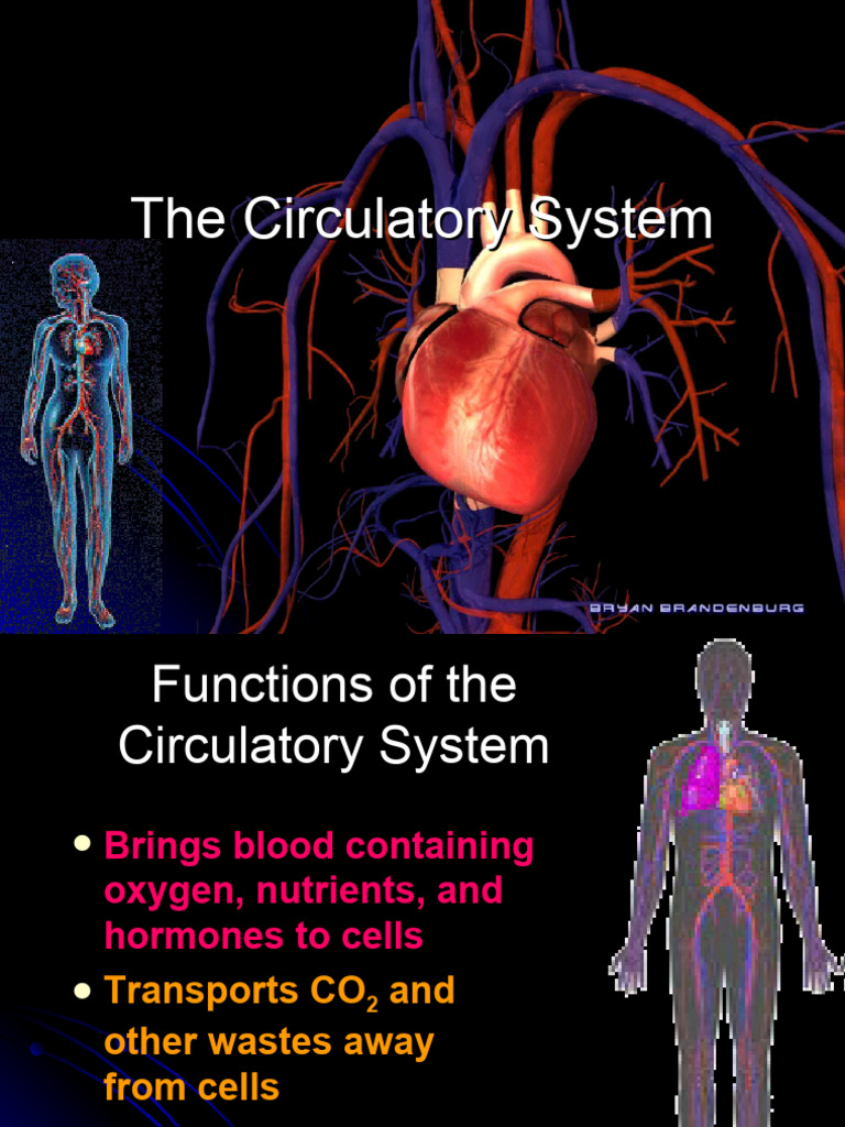 Circulatory System | PDF | Atrium (Heart) | Heart
