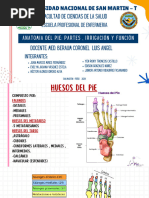 Anatomia Del Pie | PDF | Pie | Morfología (biología)