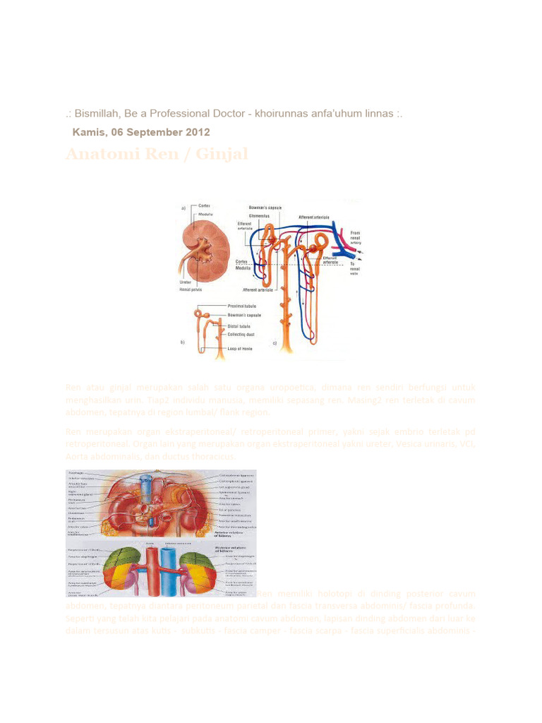Anatomi dan Struktur Ginjal Manusia | PDF