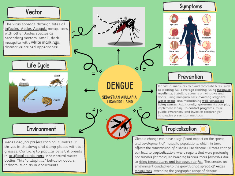 Dengue Presentation | PDF | Mosquito | Aedes Aegypti